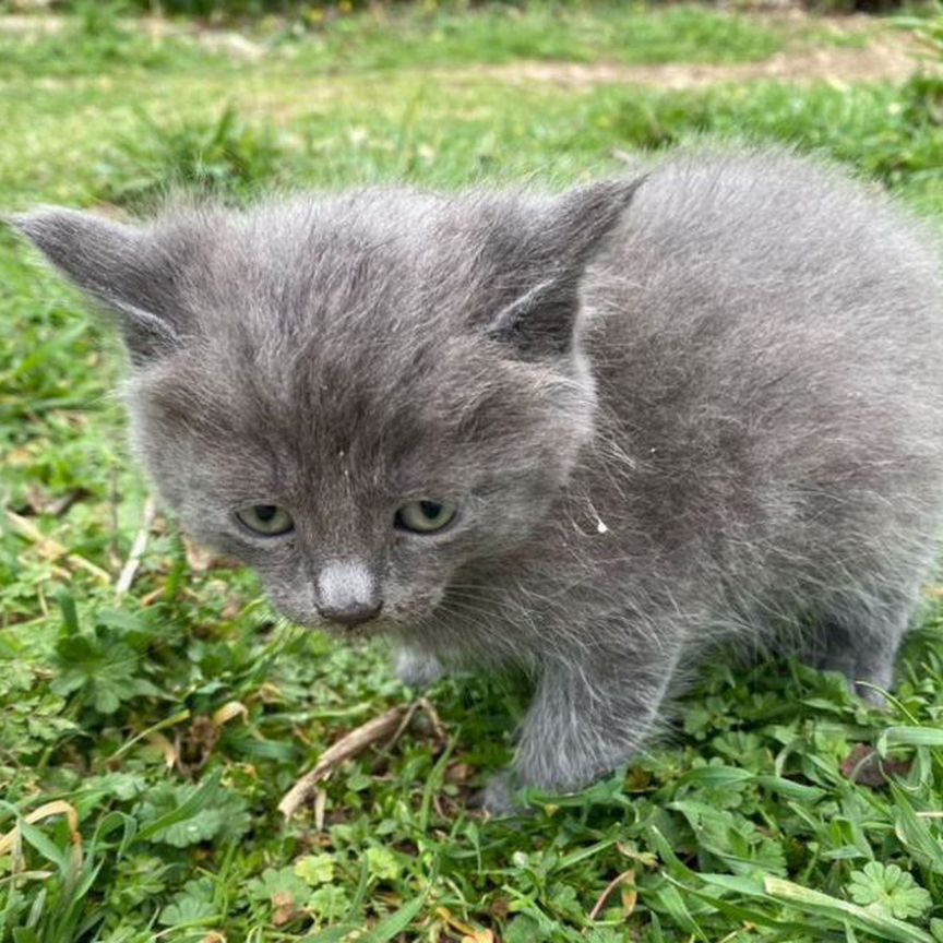 Котята Шотландская помесь