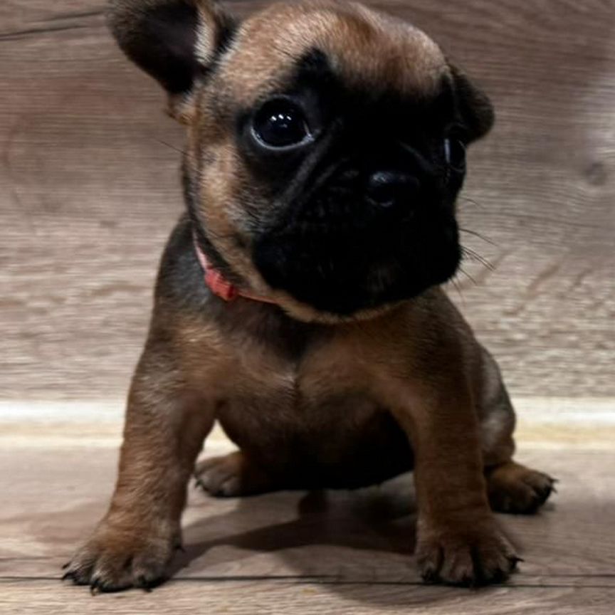 Французский бульдог