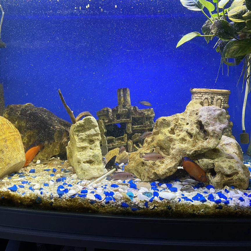 Аквариумные рыбки отдам бесплатно