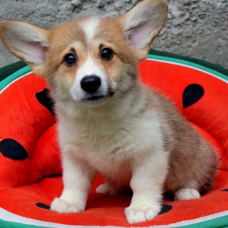 Щенки вельш корги пемброк