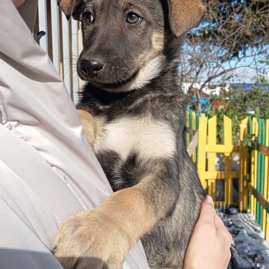 Щеночки в добрые руки