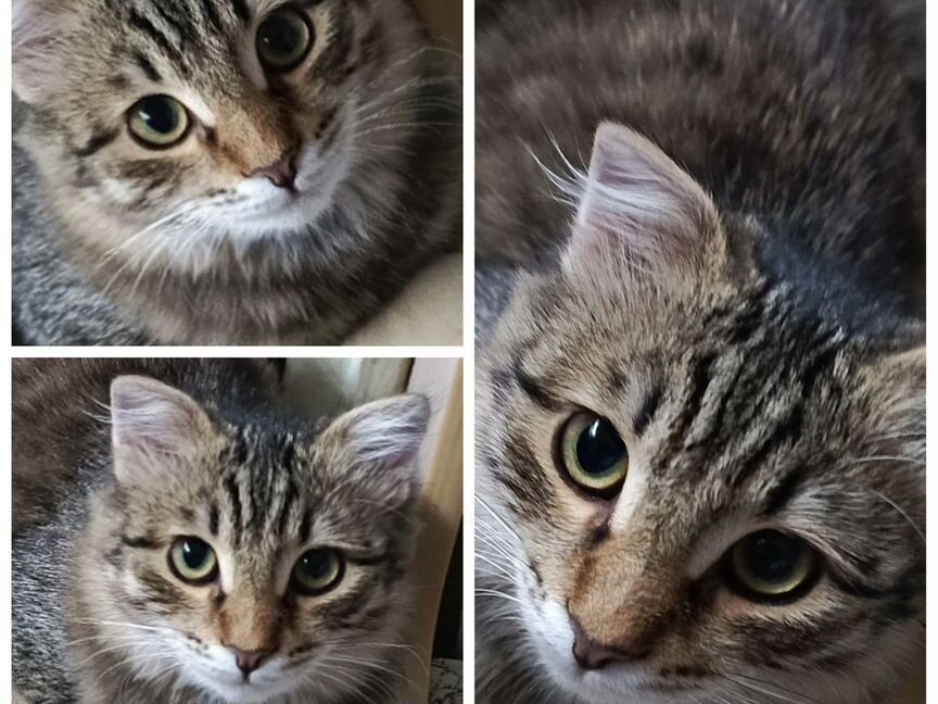 Котенок в добрые руки