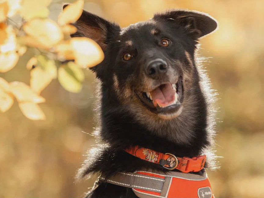 Потрясающий Малыш ищет новый дом