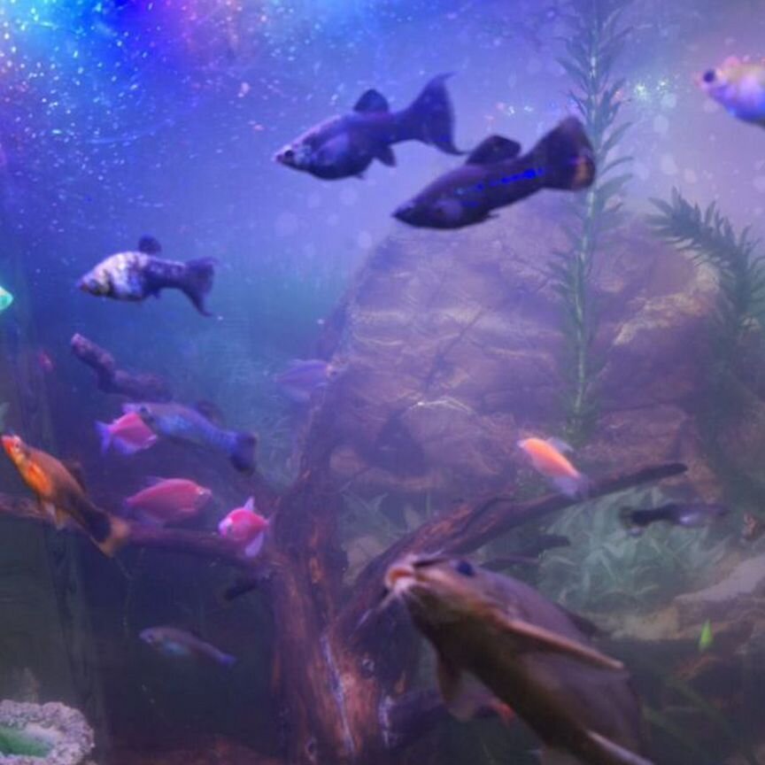 Маллинезия рыбки