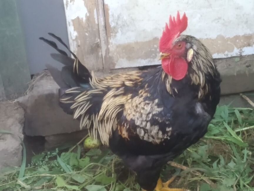 Маран