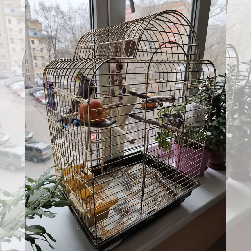 Два попугая корелла с клеткой