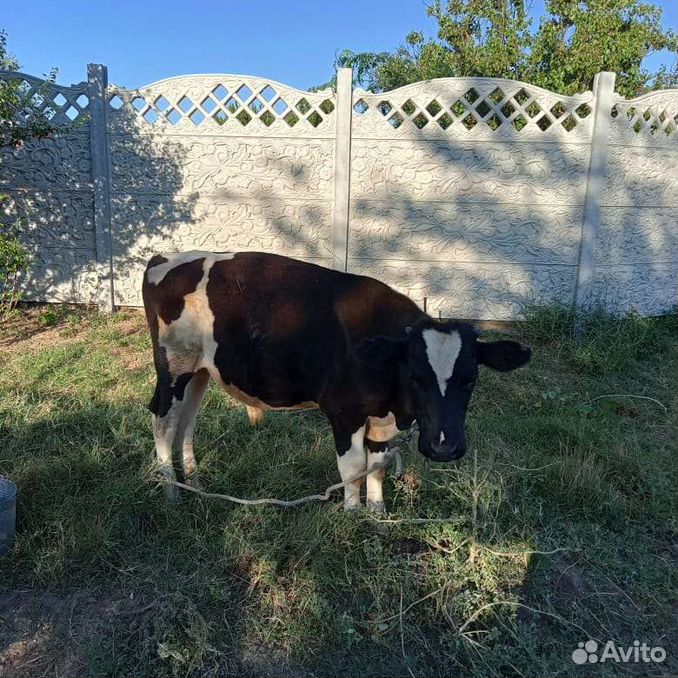 Бычки и быки