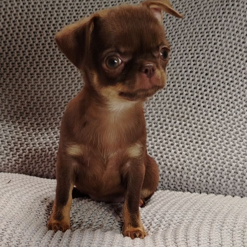 Чихуахуа, щенок