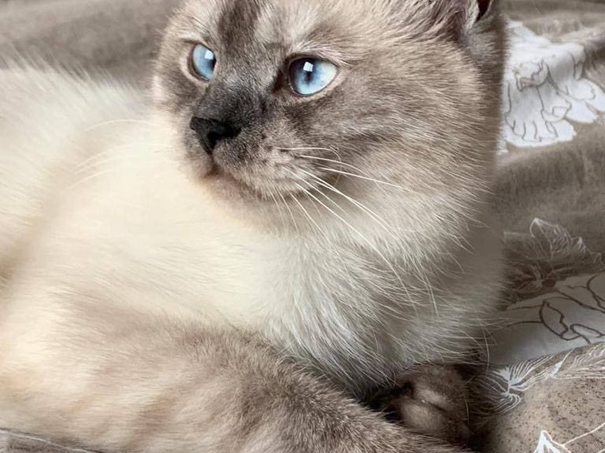 Кот. Британец. 4 года