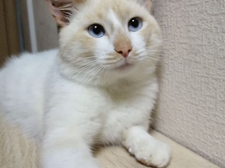 Котя Леон в добрые руки