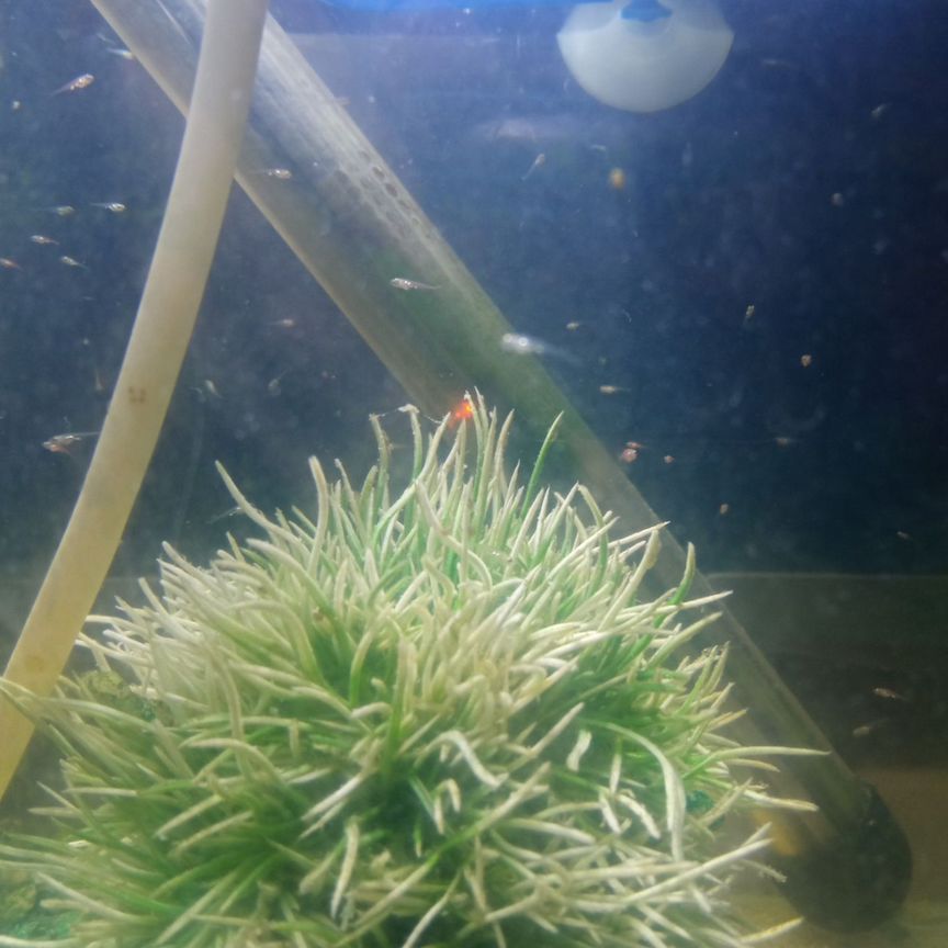 Мальки тернеции