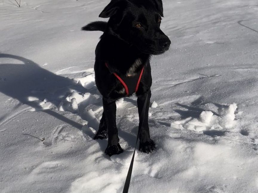 Лучший мальчик,добрый и ласковый ищет хозяина