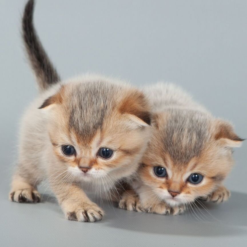 Шотландские котята