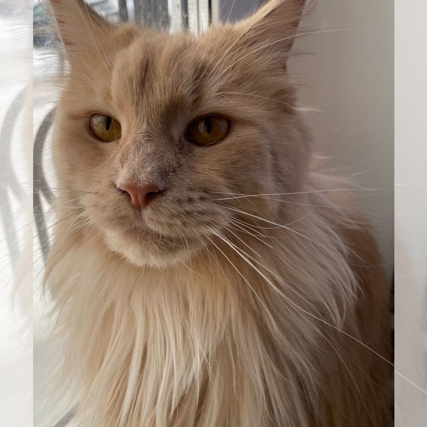 Мейн-кун, взрослая кошка