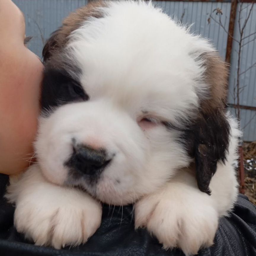 Сенбернар, щенок