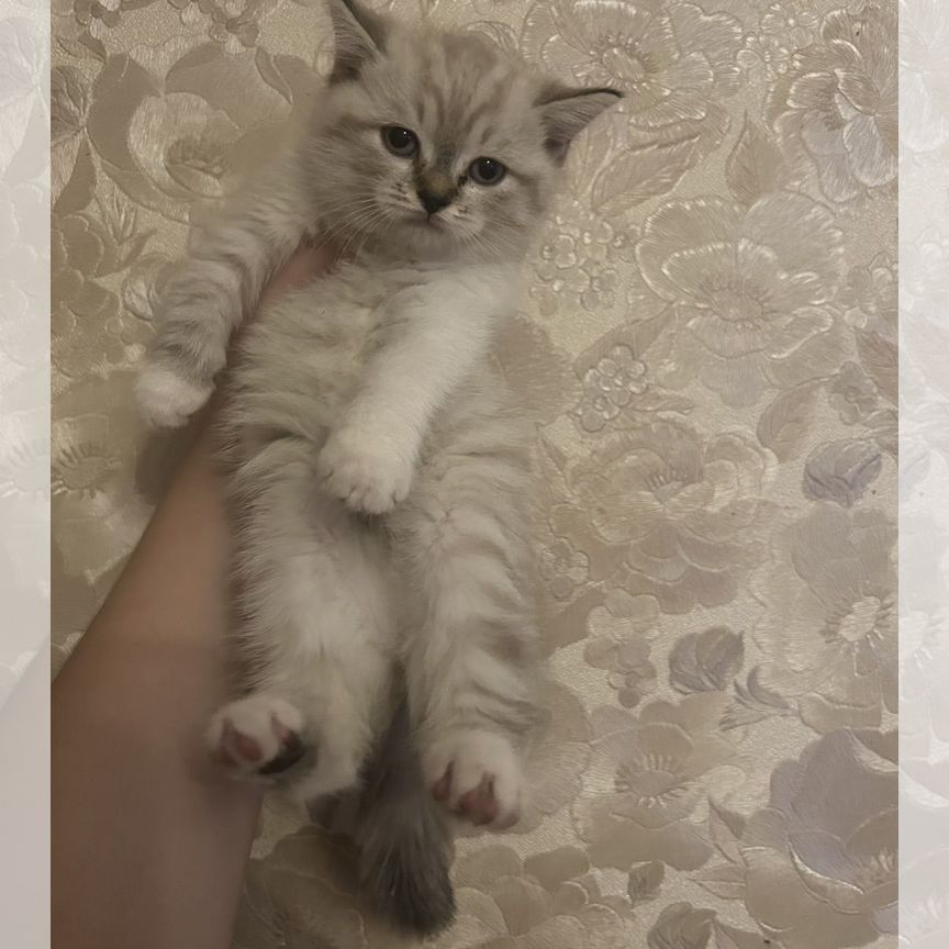 Шотландская прямоухая