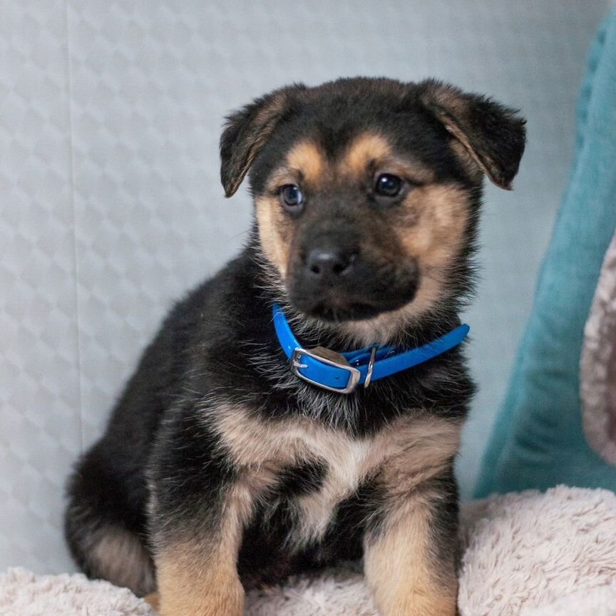 Малыш грустит в приюте