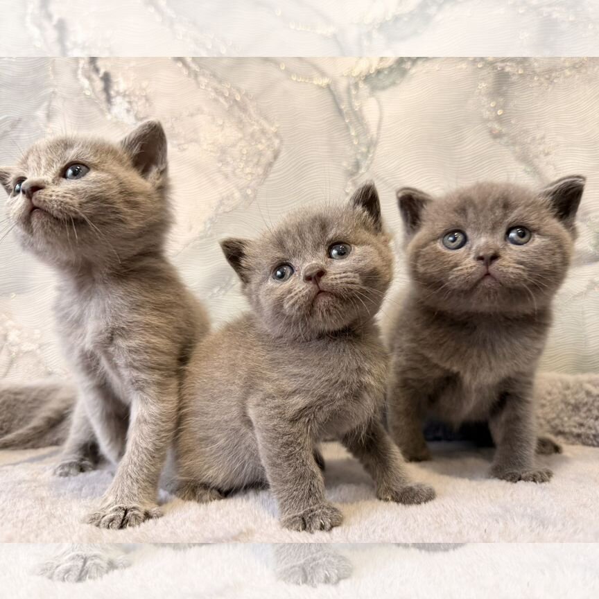 Британский короткошёрстный котёнок