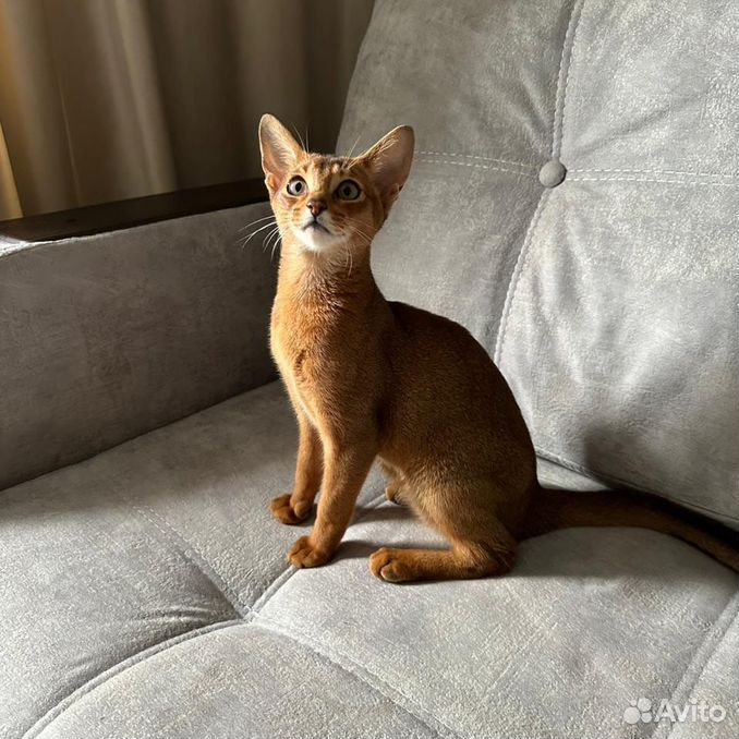 Абессинская кошечка 4 месяца