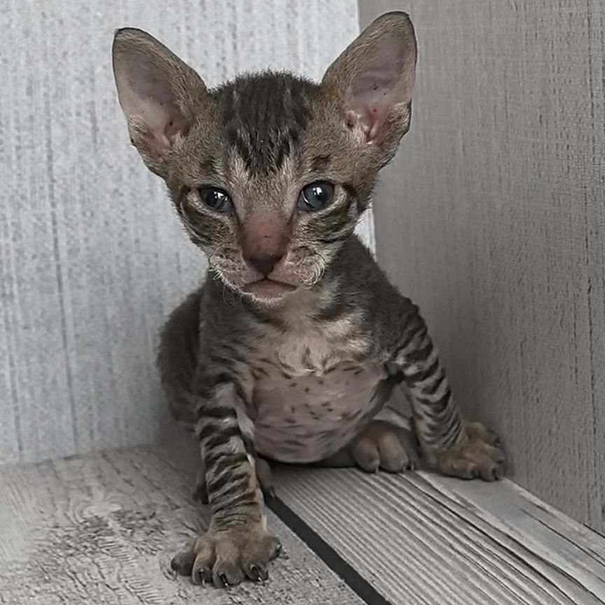 Корниш-рекс котёнок