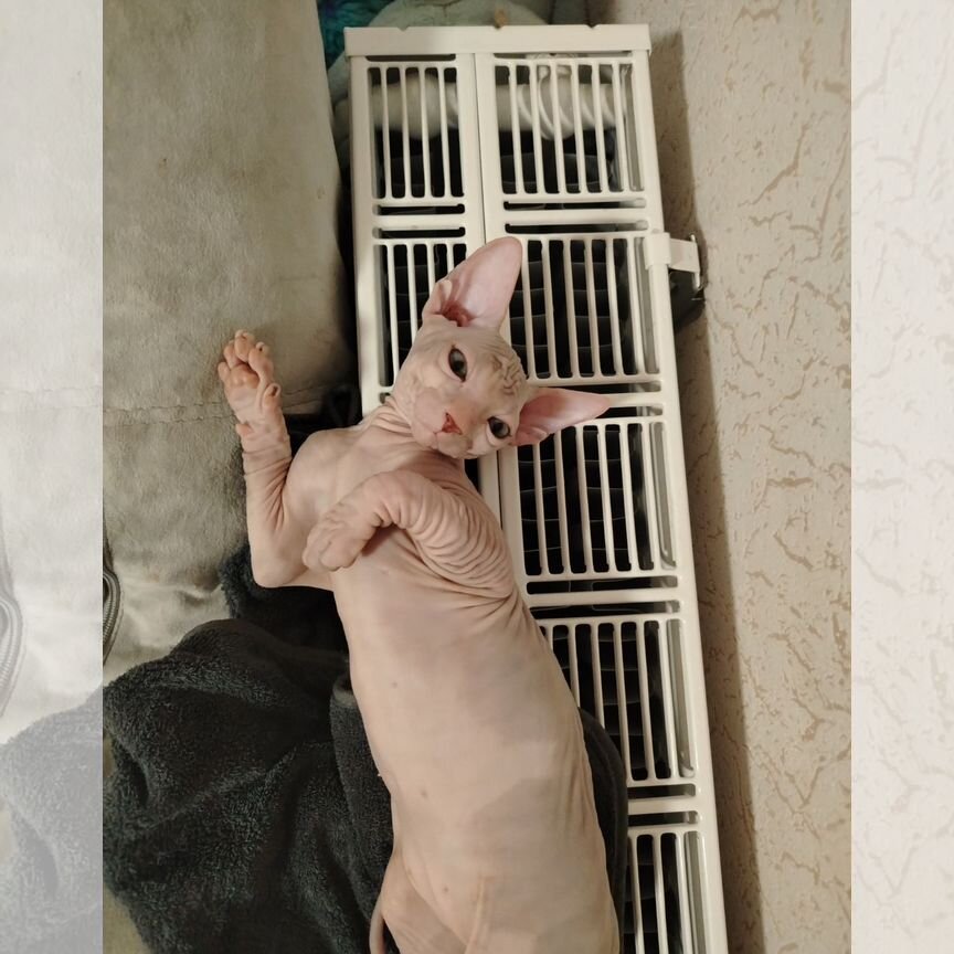 Канадский сфинкс котёнок