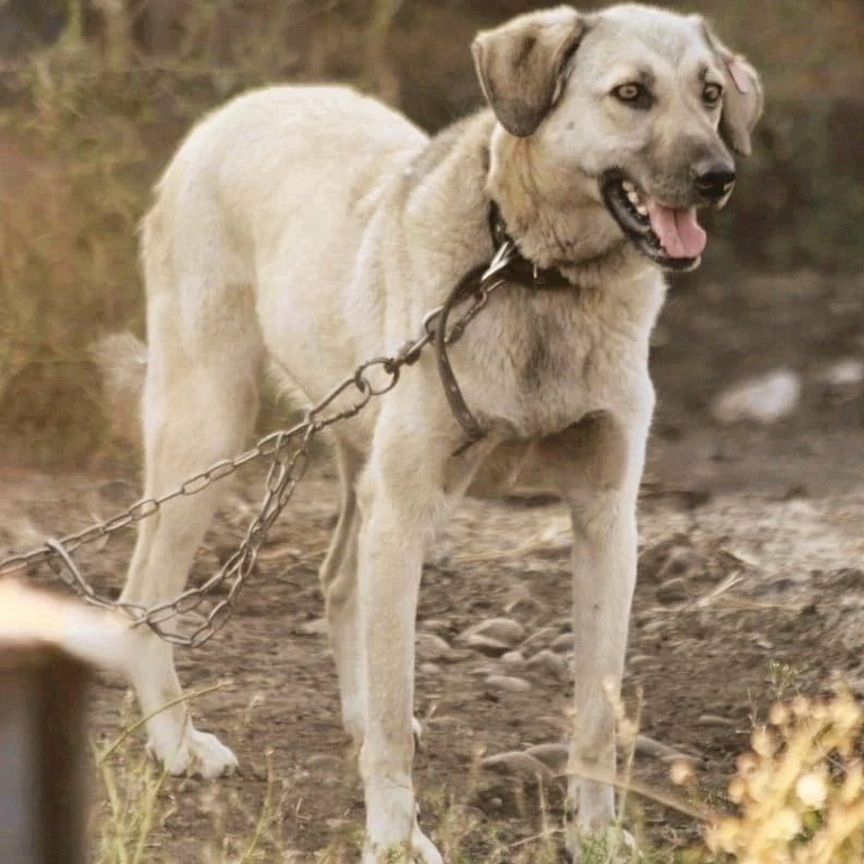 Стерилизованная Барби