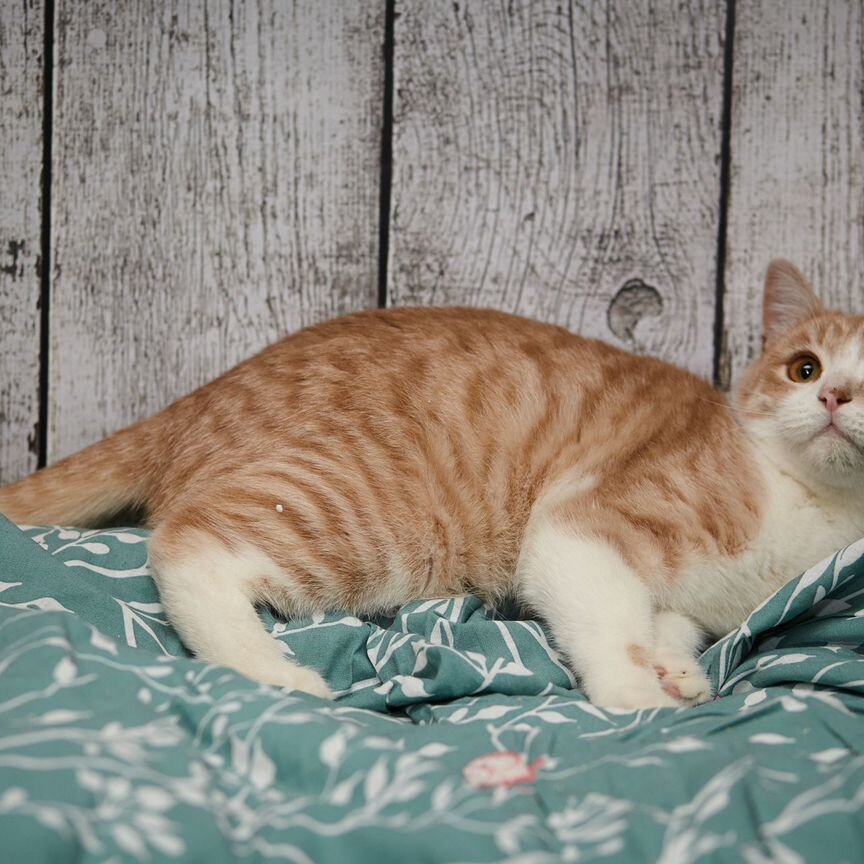 Котик Рыжик 5 месяцев