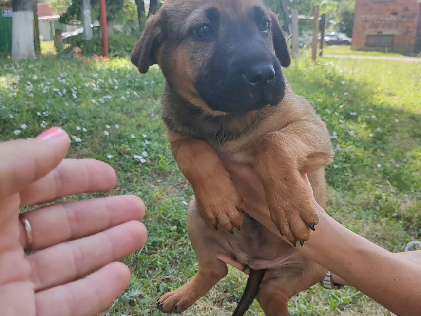 Щенок в добрые руки
