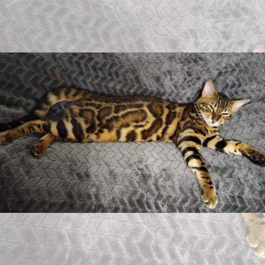 Вязка с бенгальским котом