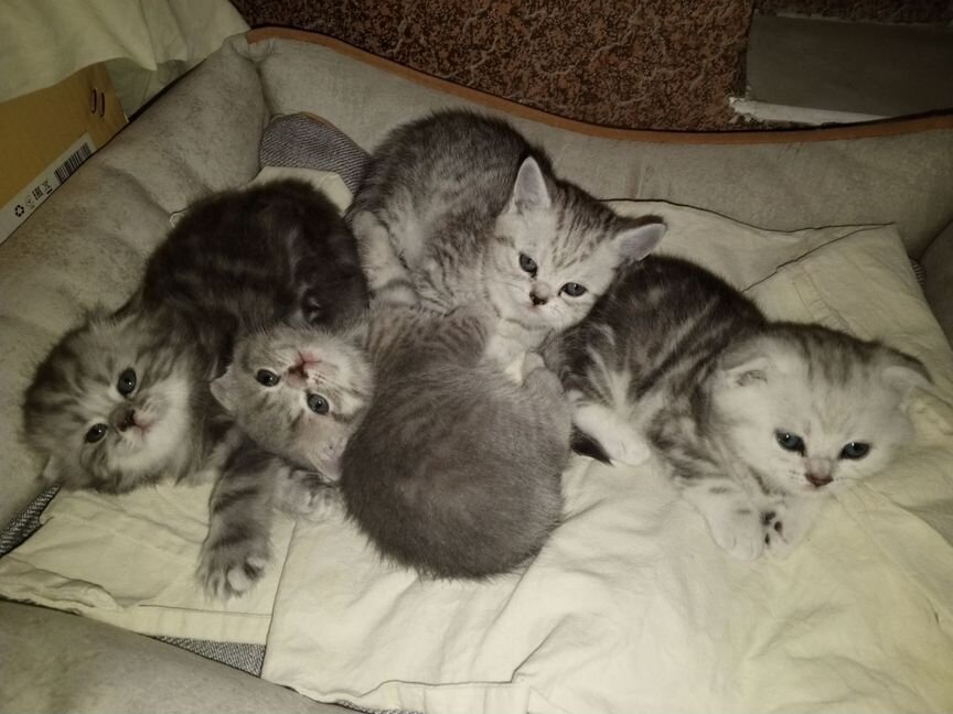 Шотландские вислоухие котята