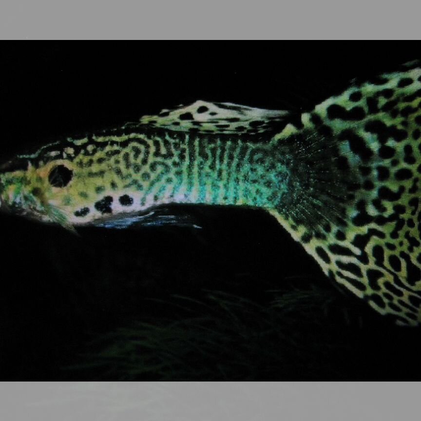 Аквариумные рыбки гуппи