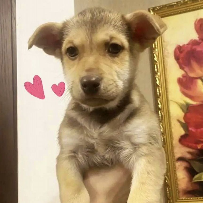 Щенок в добрые руки