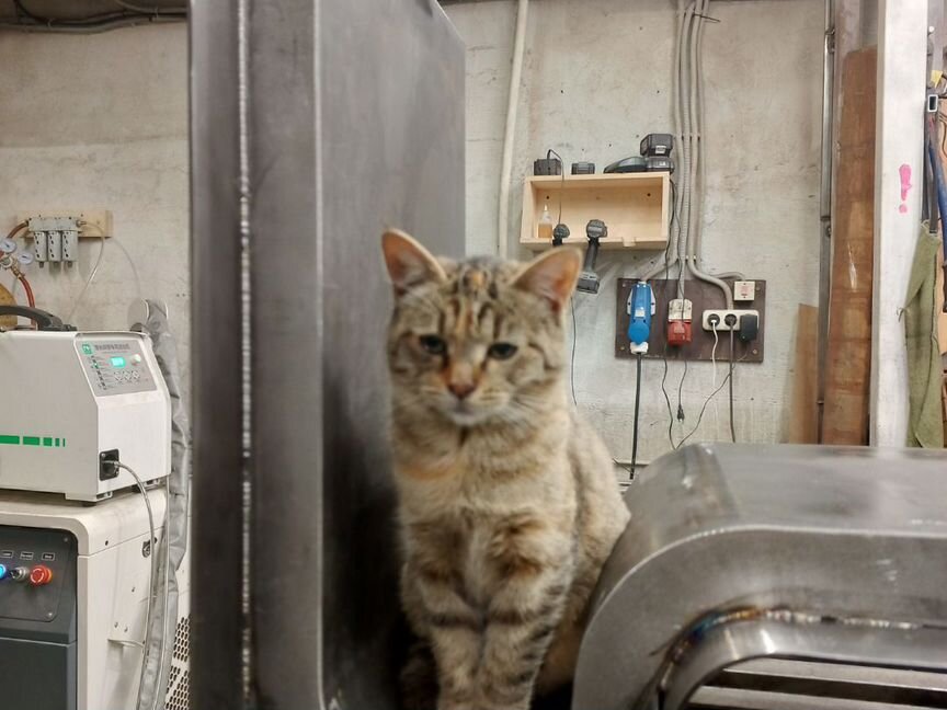 Котята мышеловы в добрые руки бесплатно