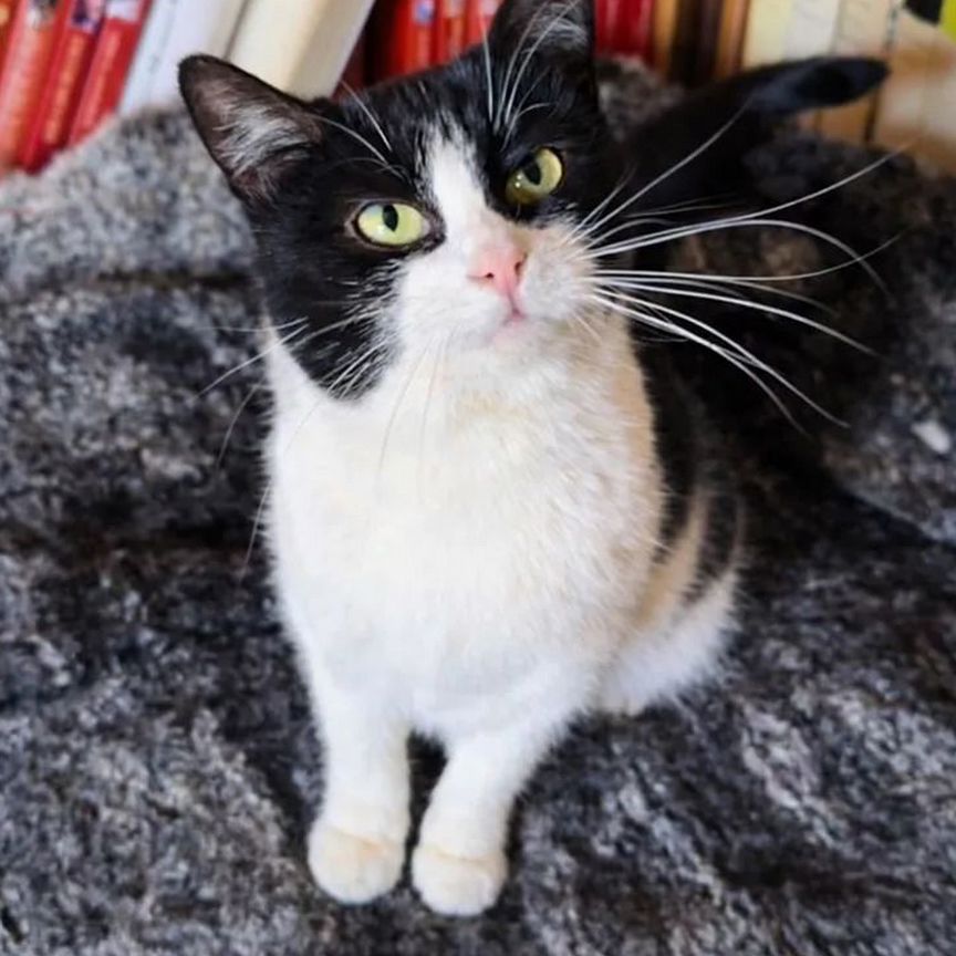 Взрослая, кошка в добрые руки