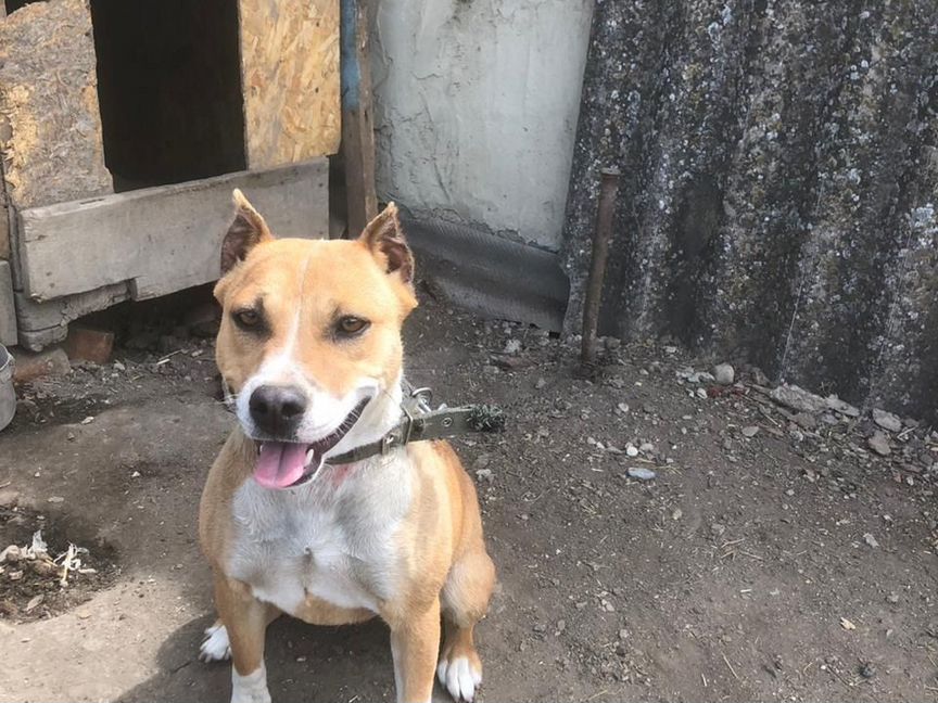 Стаффордширский терьер