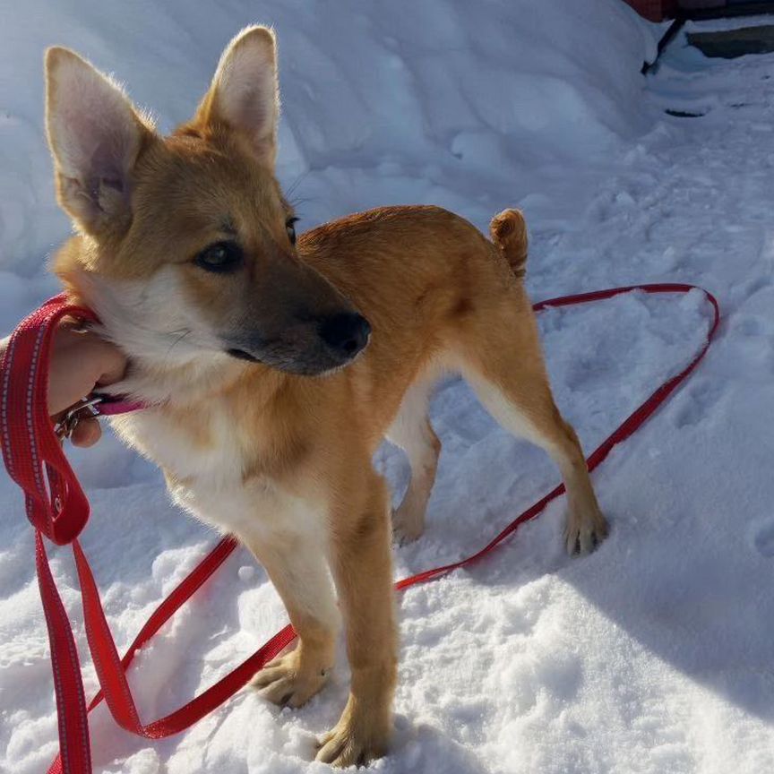 Щенок в добрые руки