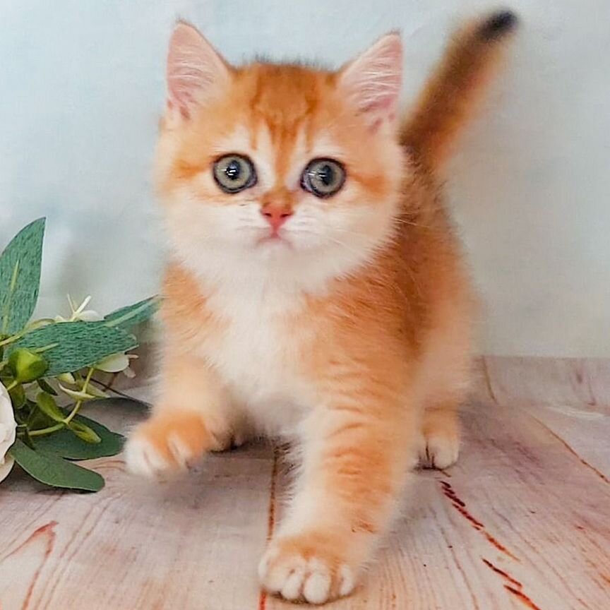 Шотландские прямоухие котята золотая шиншилла