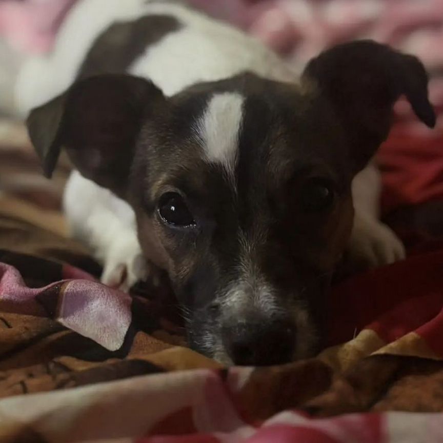 Джек-рассел-терьер, щенок