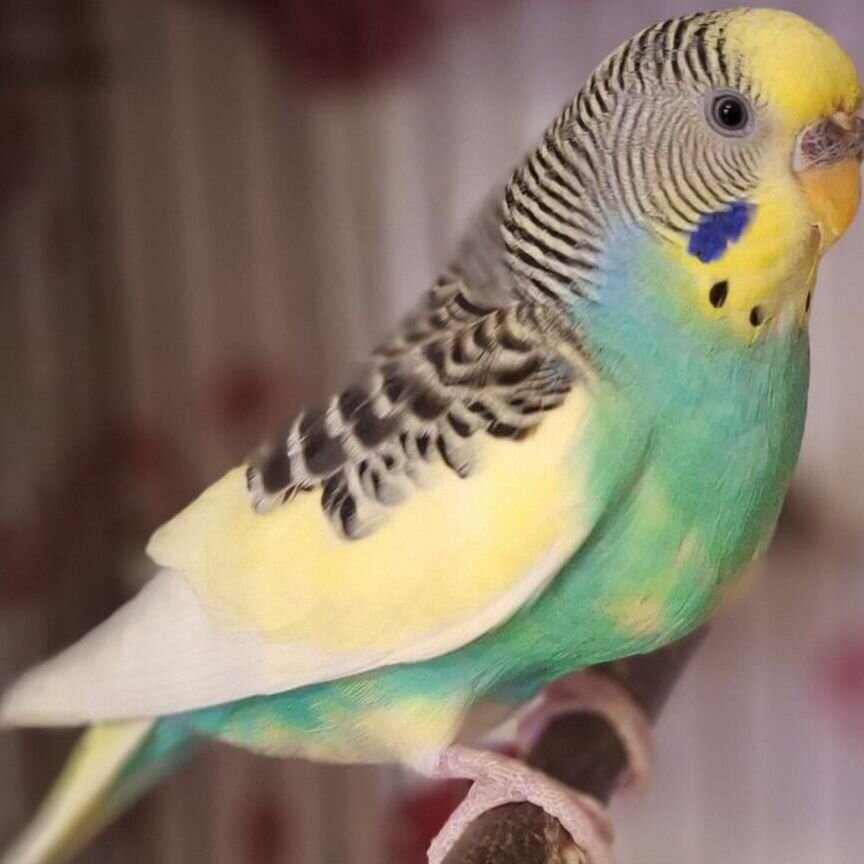 Волнистый попугай