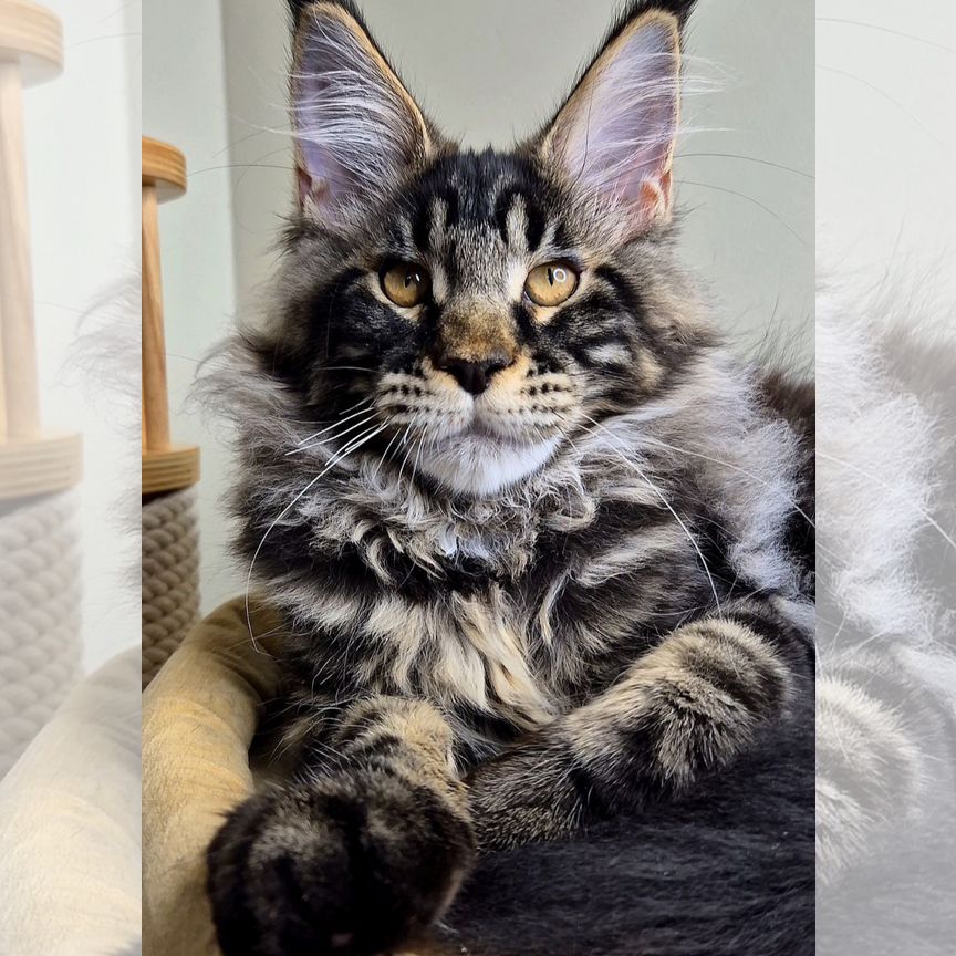 Мейн-кун котёнок