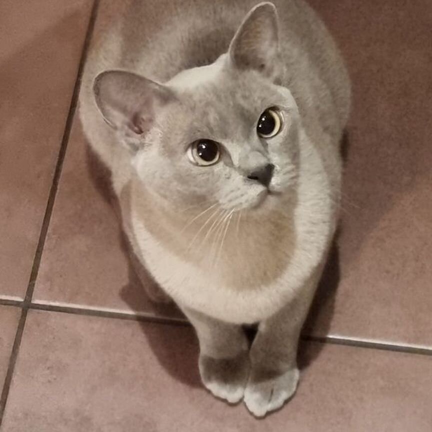 Бирманская кошка, взрослая