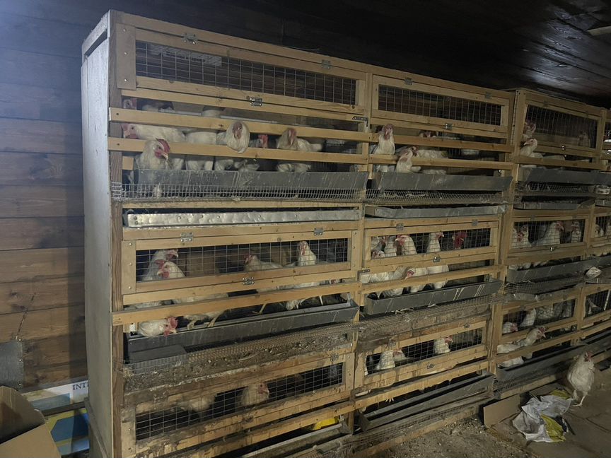 Клетки для кур несушек или кроликов