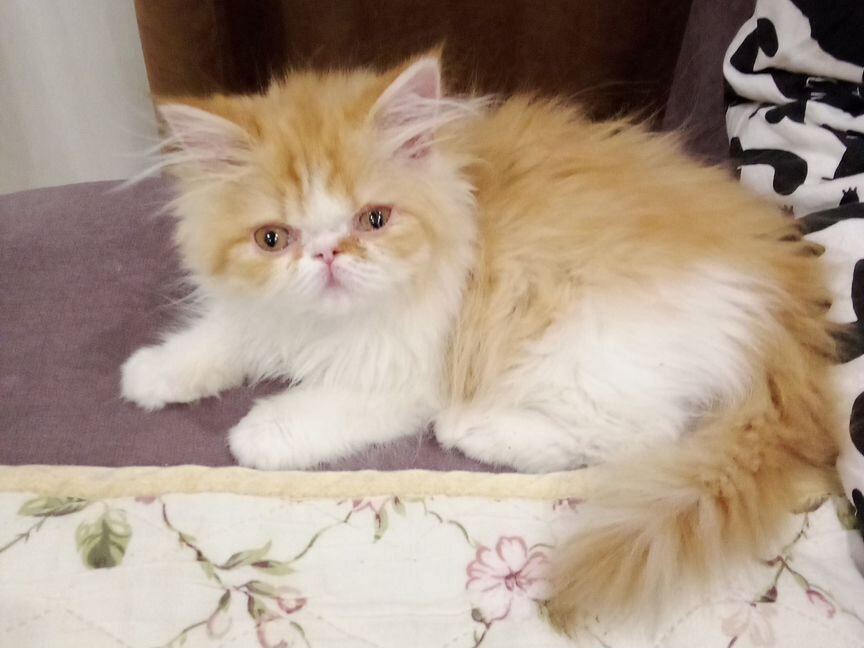 Персидская кошка