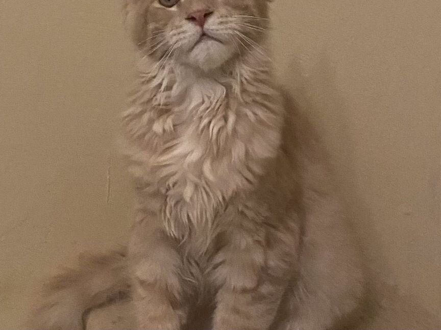 Мейн-кун питомник