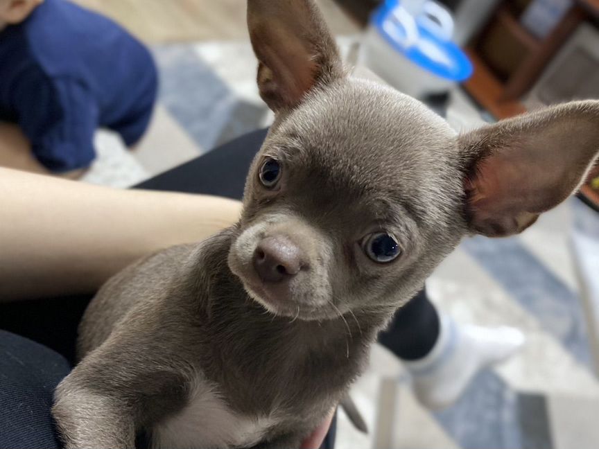 Лиловый мальчик чихуахуа