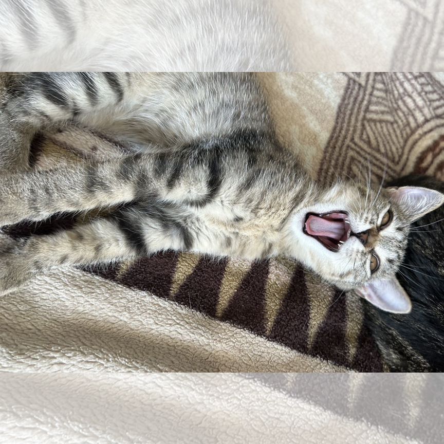 Котята в добрые руки