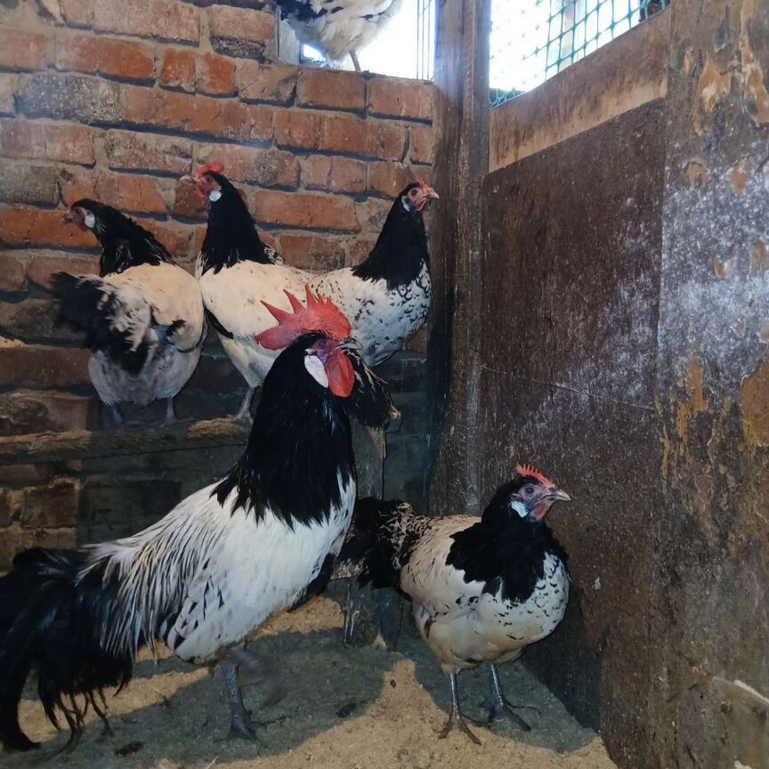 Семья кур лакенфельдер