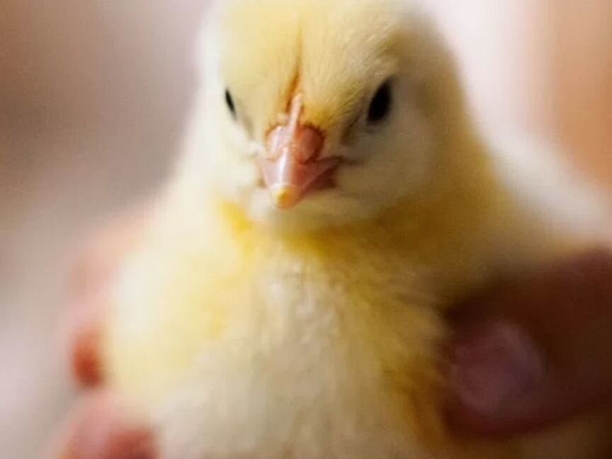 Цыплята несушки