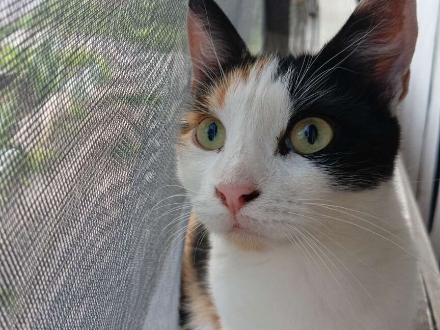 Муся ждёт свою семью