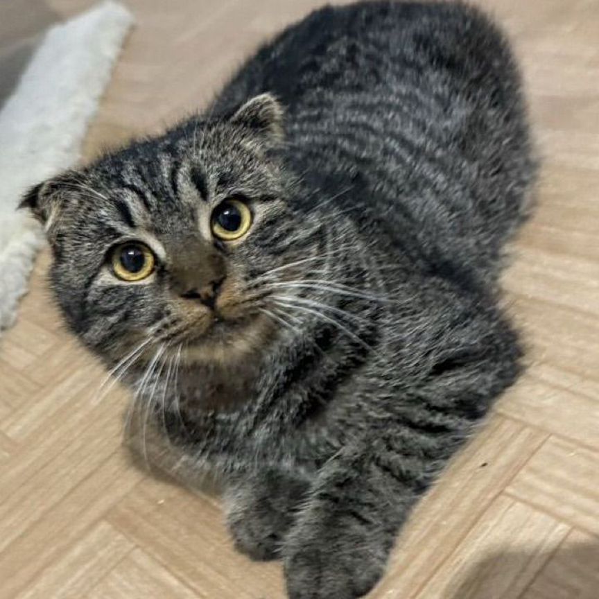 Шотландский вислоухий короткошёрстный котёнок